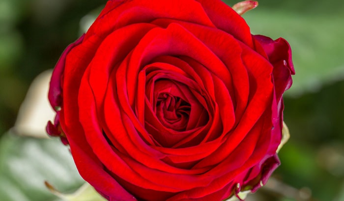 Flower power - rose growers in full bloom thanks to Philips LED lighting