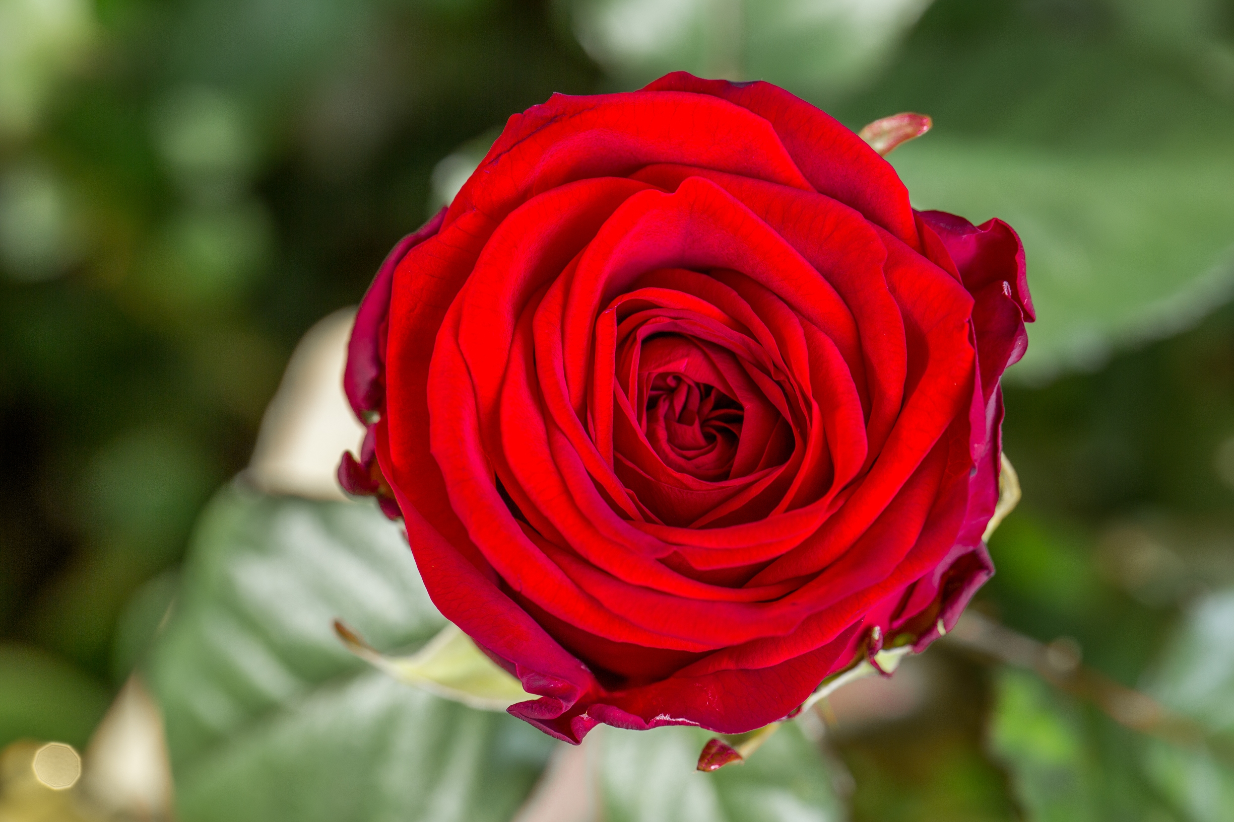 Dutch and Belgian rose growers expand use of Philips horticultural LED ...