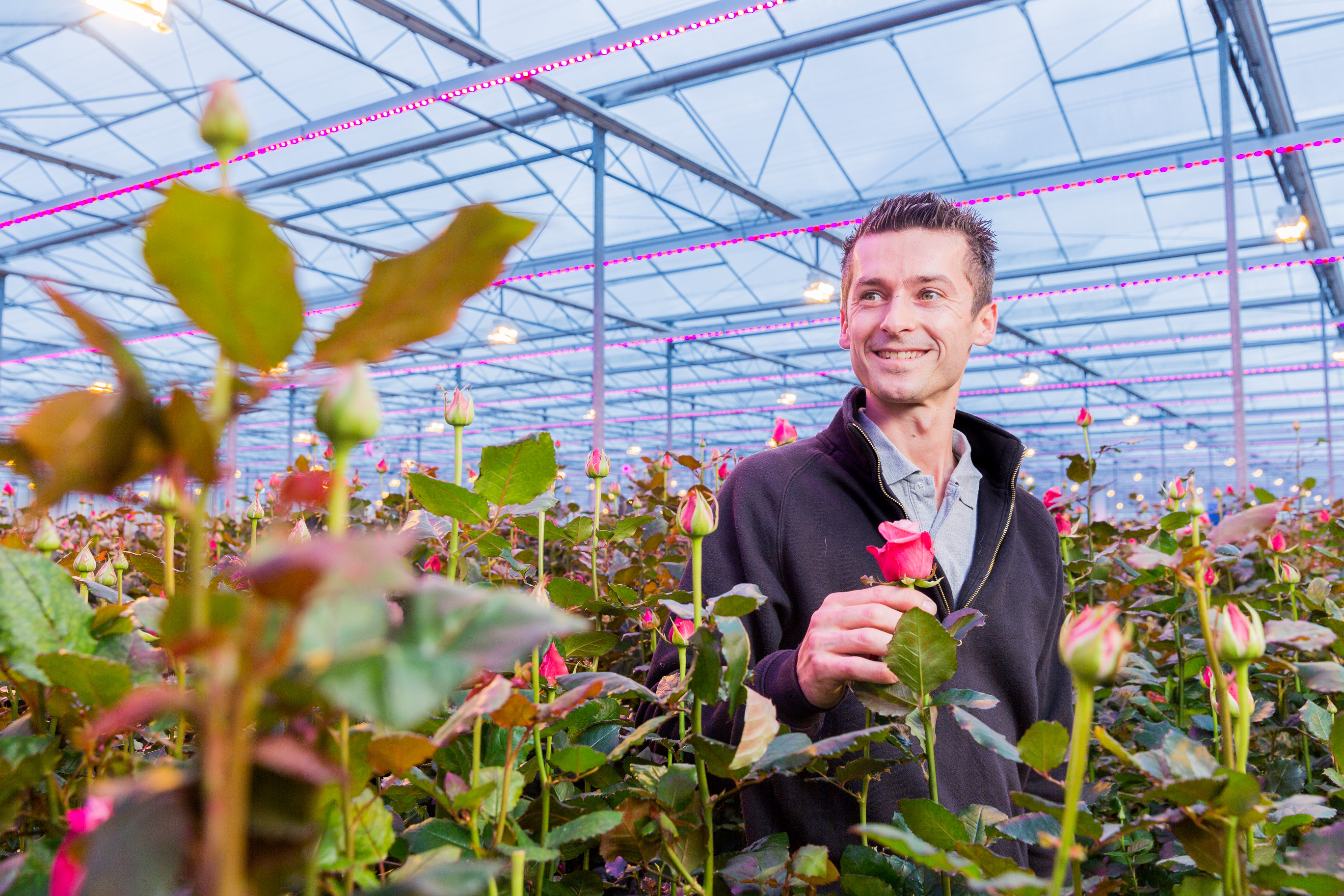 Dutch and Belgian rose growers expand use of Philips horticultural LED ...