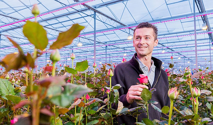 Dutch and Belgian rose growers expand use of Philips horticultural LED ...