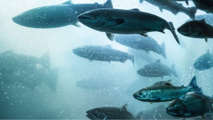 Signify’s acquaculture LEDs installed in Australis Seafoods fish farm ...