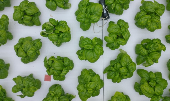 Daarom kun je wit licht in basilicum beter vermijden | Philips lighting