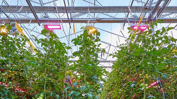 Signify helps AppHarvest to increase yields in 25-hectare greenhouse ...