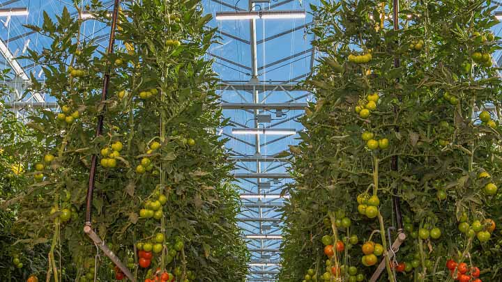 Acquiring Fluence to strengthen Agriculture operations | Signify ...